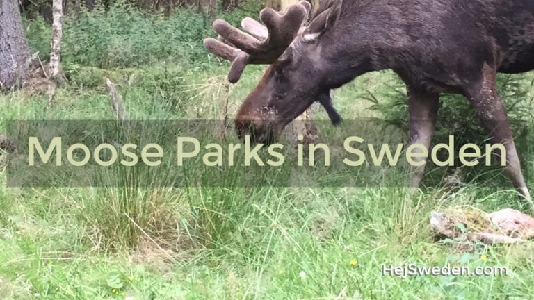 Moose Parks in Sweden - List and Map - Hej Sweden